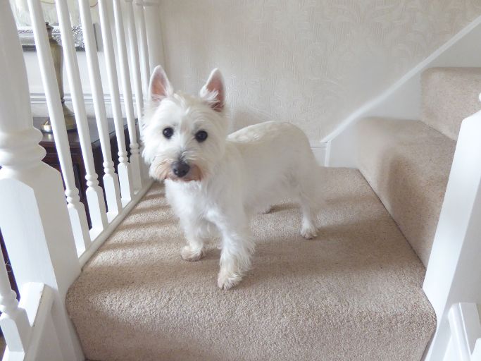 ANGEL- ADOPTED | Westies in Need