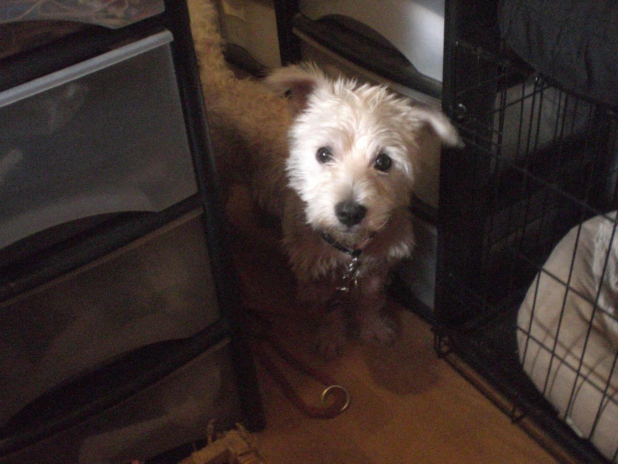 Winnie- Adopted – Westies in Need